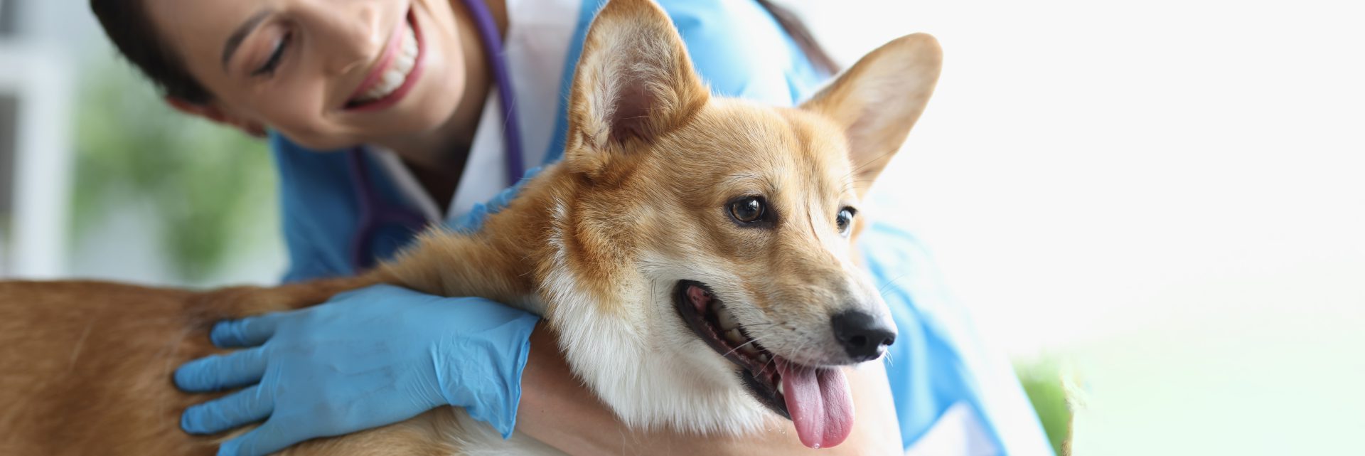 Veterinarian in Delaware | VidaVet Veterinary Hospital